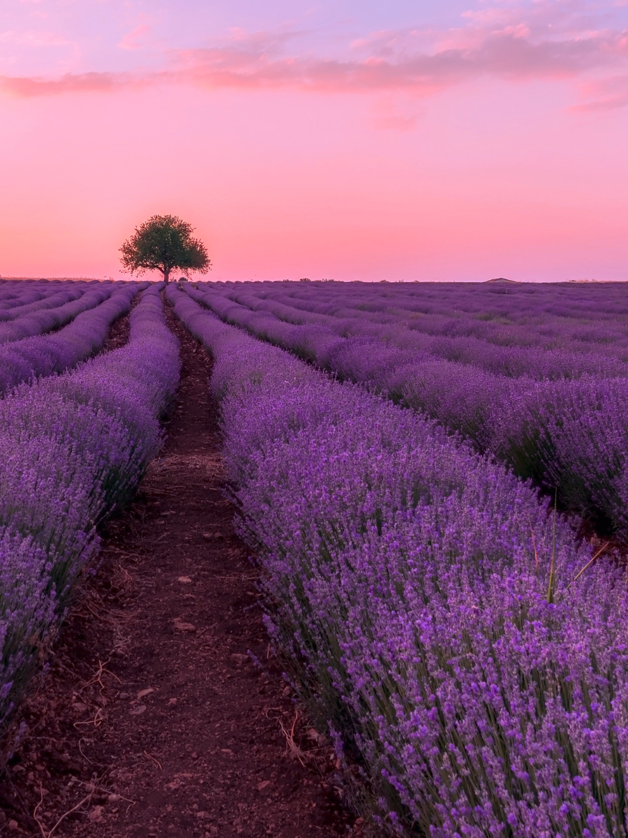 Scent Memory: No 2 | Lavender & Laundry – Ourside