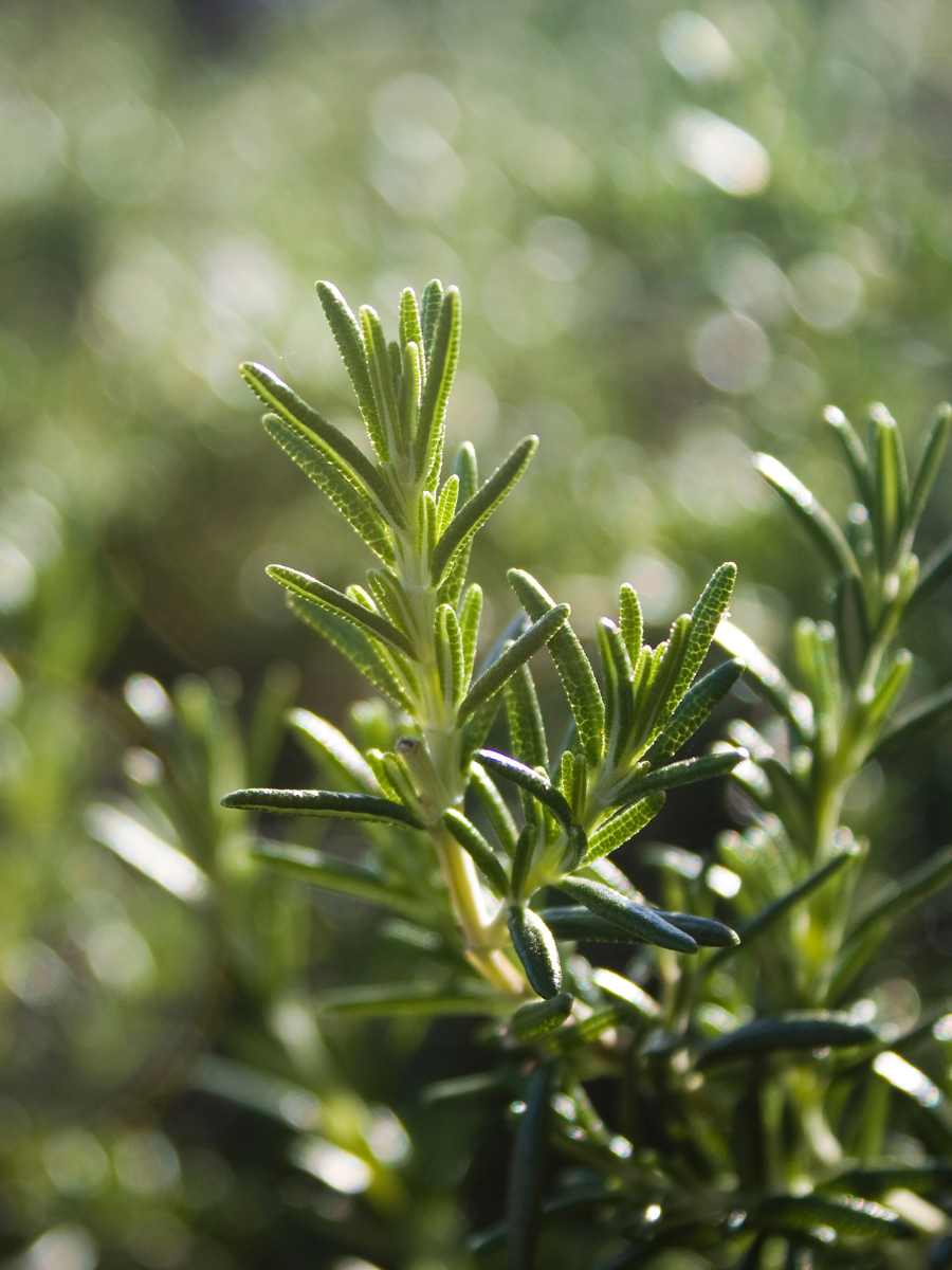 Scent Memory; No 1 | Rosemary – Ourside